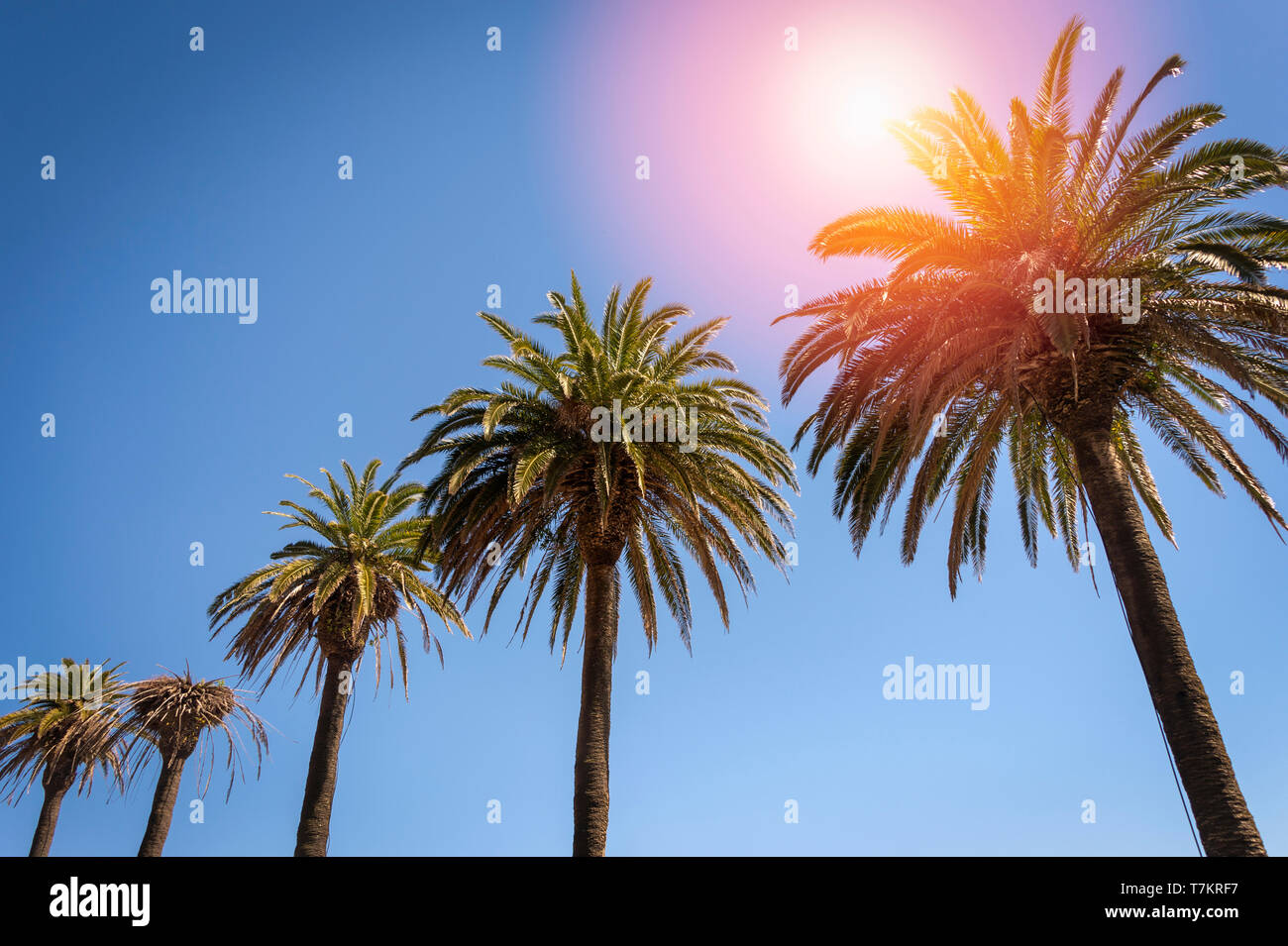 Row of palm trees hi-res stock photography and images - Alamy