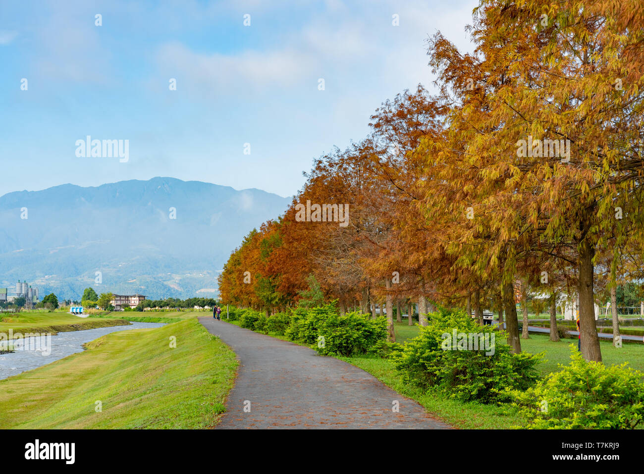 Taxodium distichum in fall color with red, orange leaves at Yilan ...