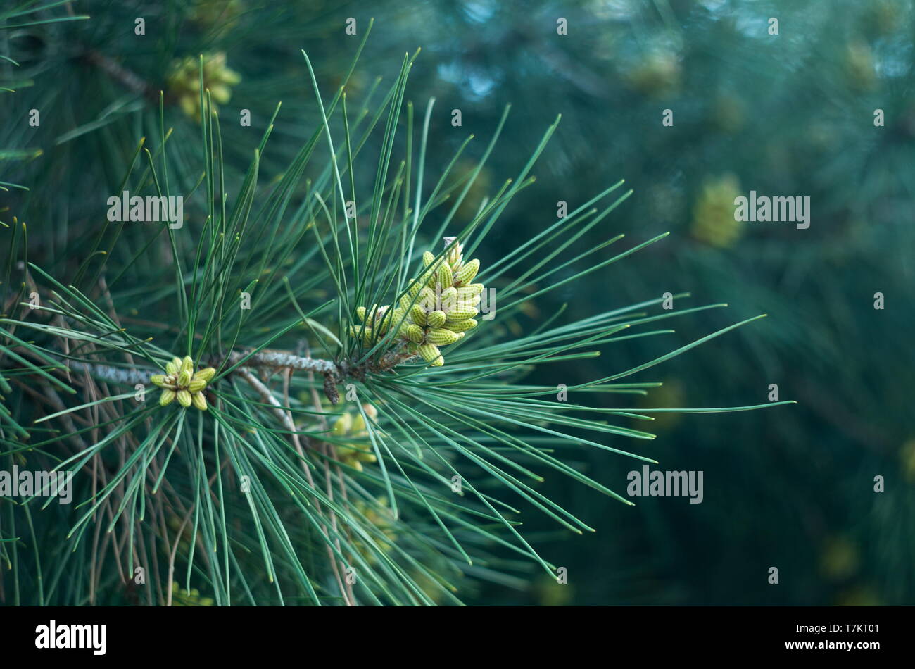 White pine pollen cone hi-res stock photography and images - Alamy