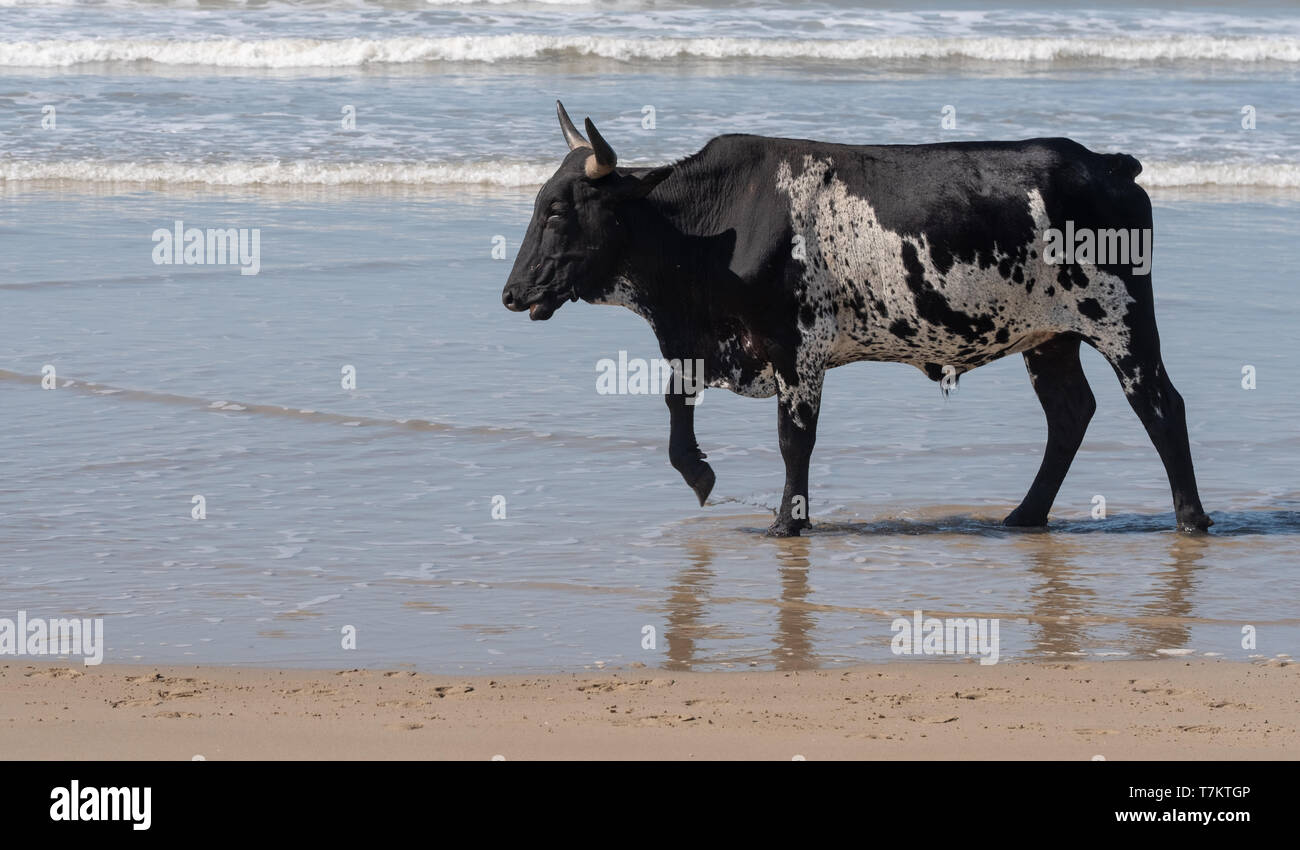 Transkei cattle hi-res stock photography and images - Alamy
