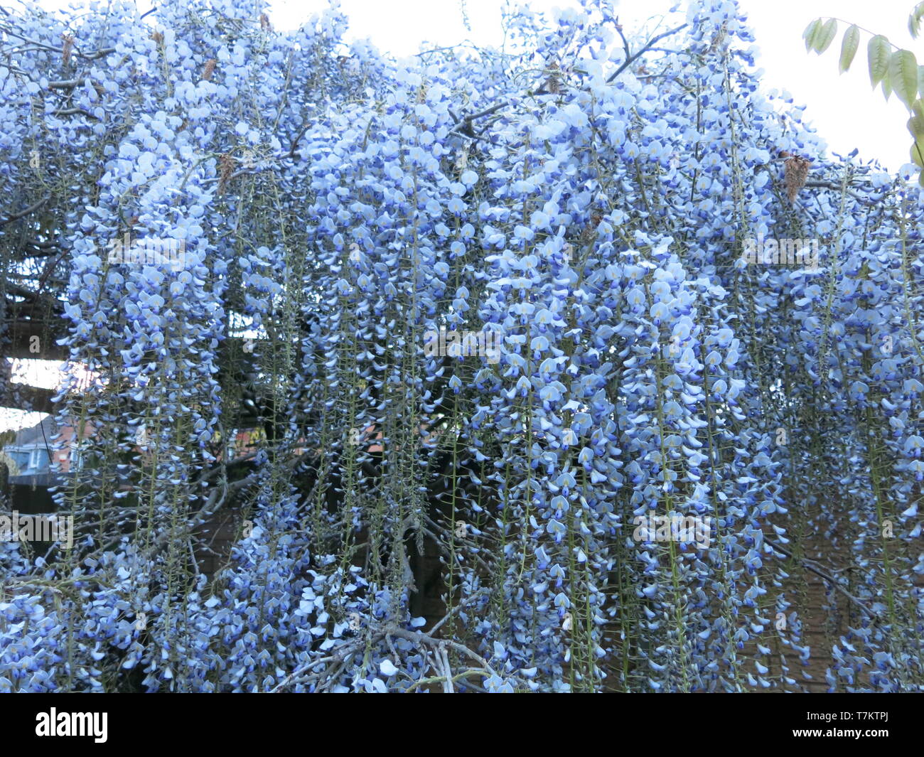 Blue Wisteria High Resolution Stock Photography and Images - Alamy