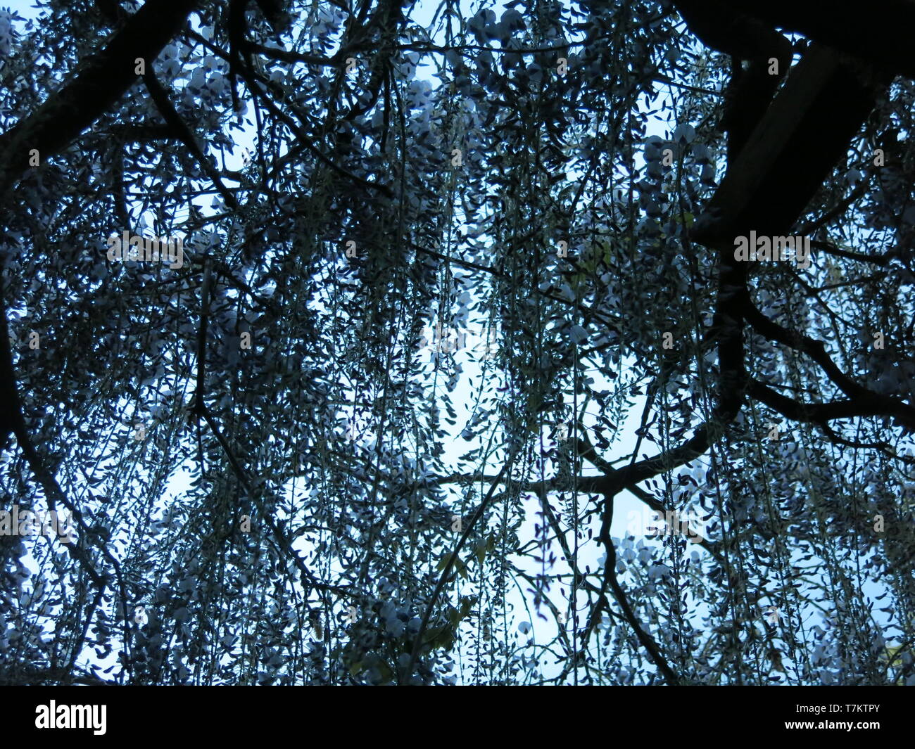 Long trailing stems hi-res stock photography and images - Alamy