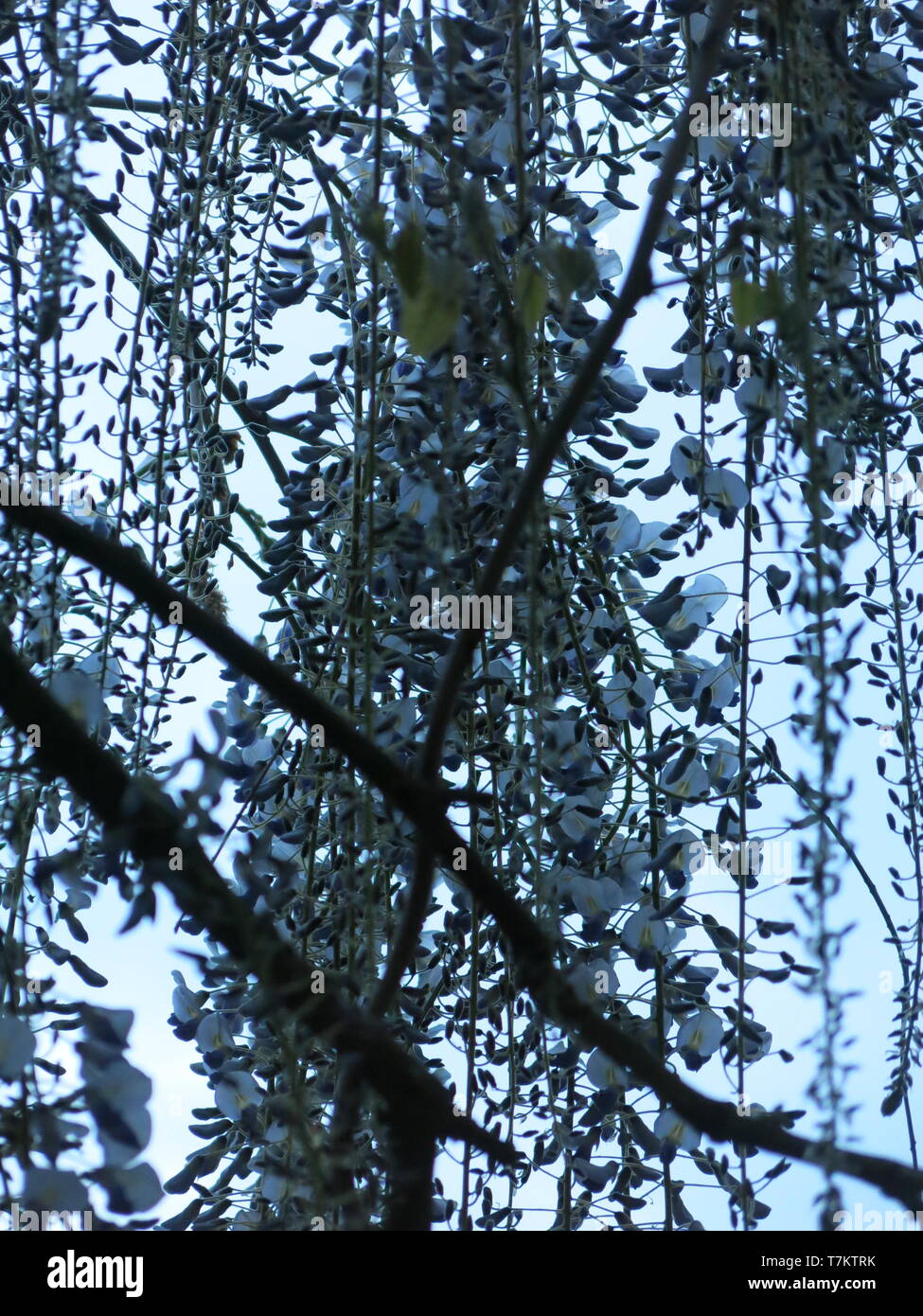 Long trailing stems hi-res stock photography and images - Alamy