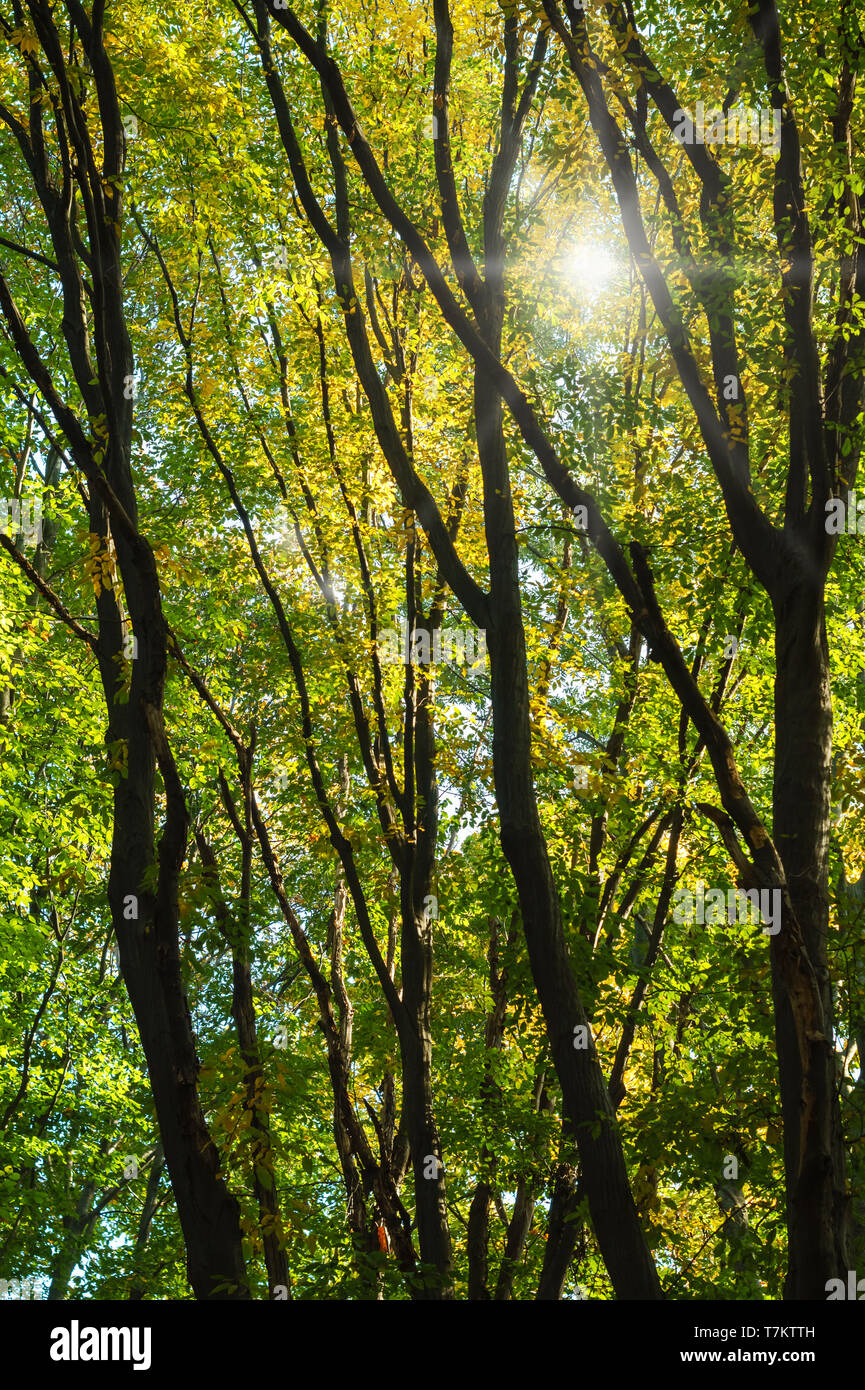 Sun rays through tree branches in a foliar forest Stock Photo - Alamy