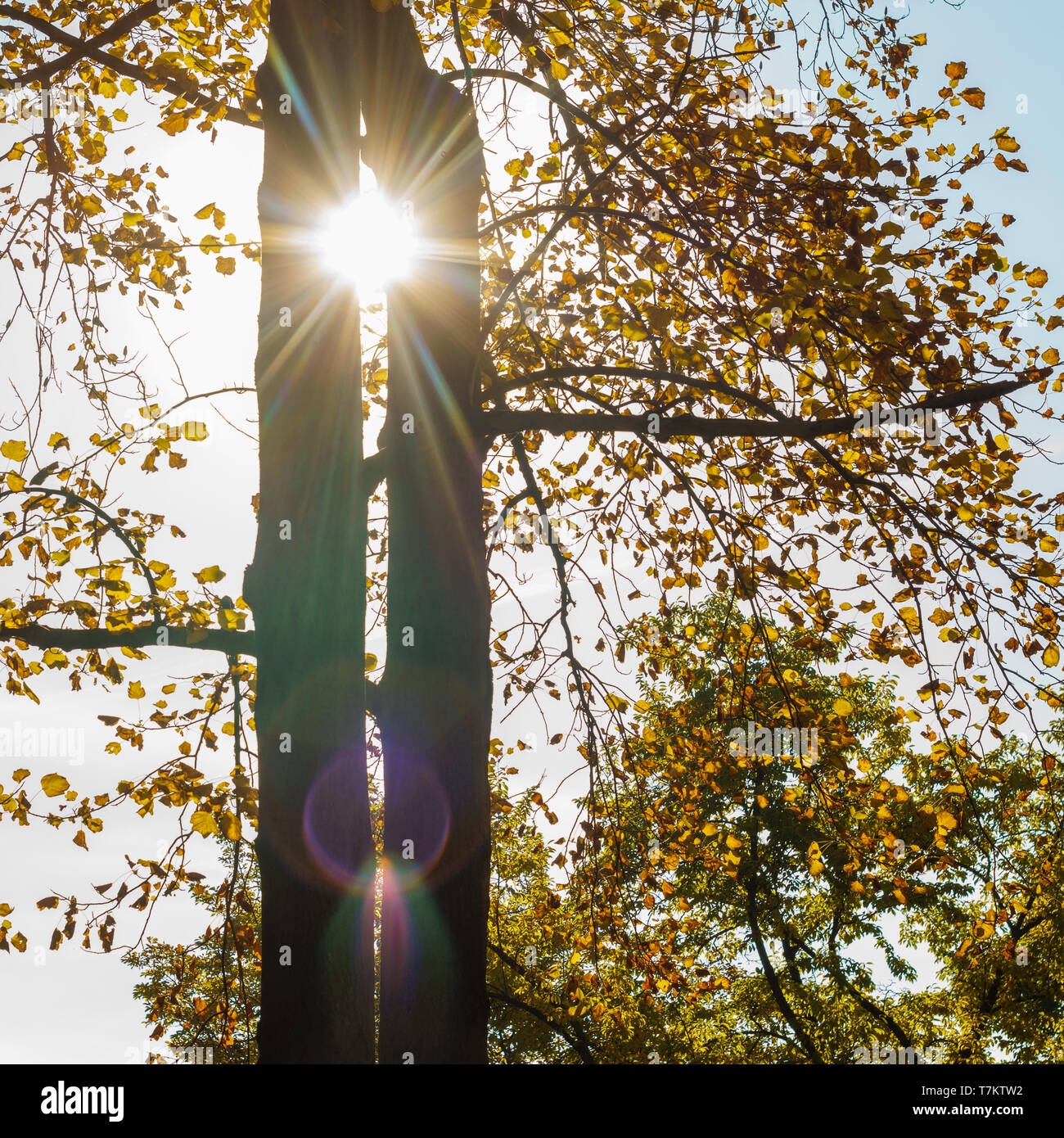 Sun rays through tree branches in a foliar forest Stock Photo - Alamy