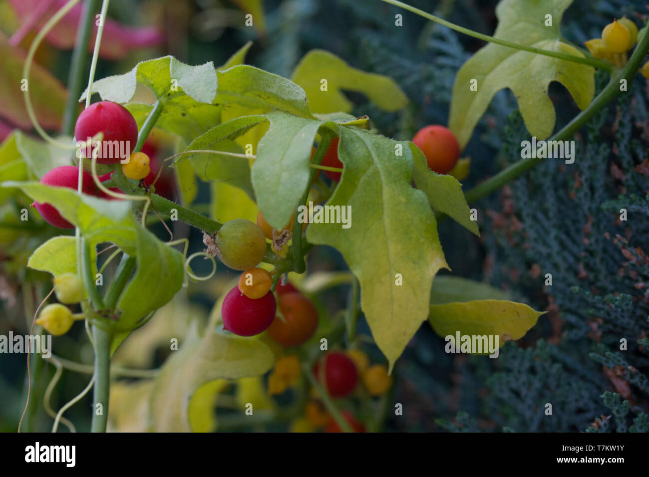 Bryonia dioica, known by the common names red bryony and white bryony ...