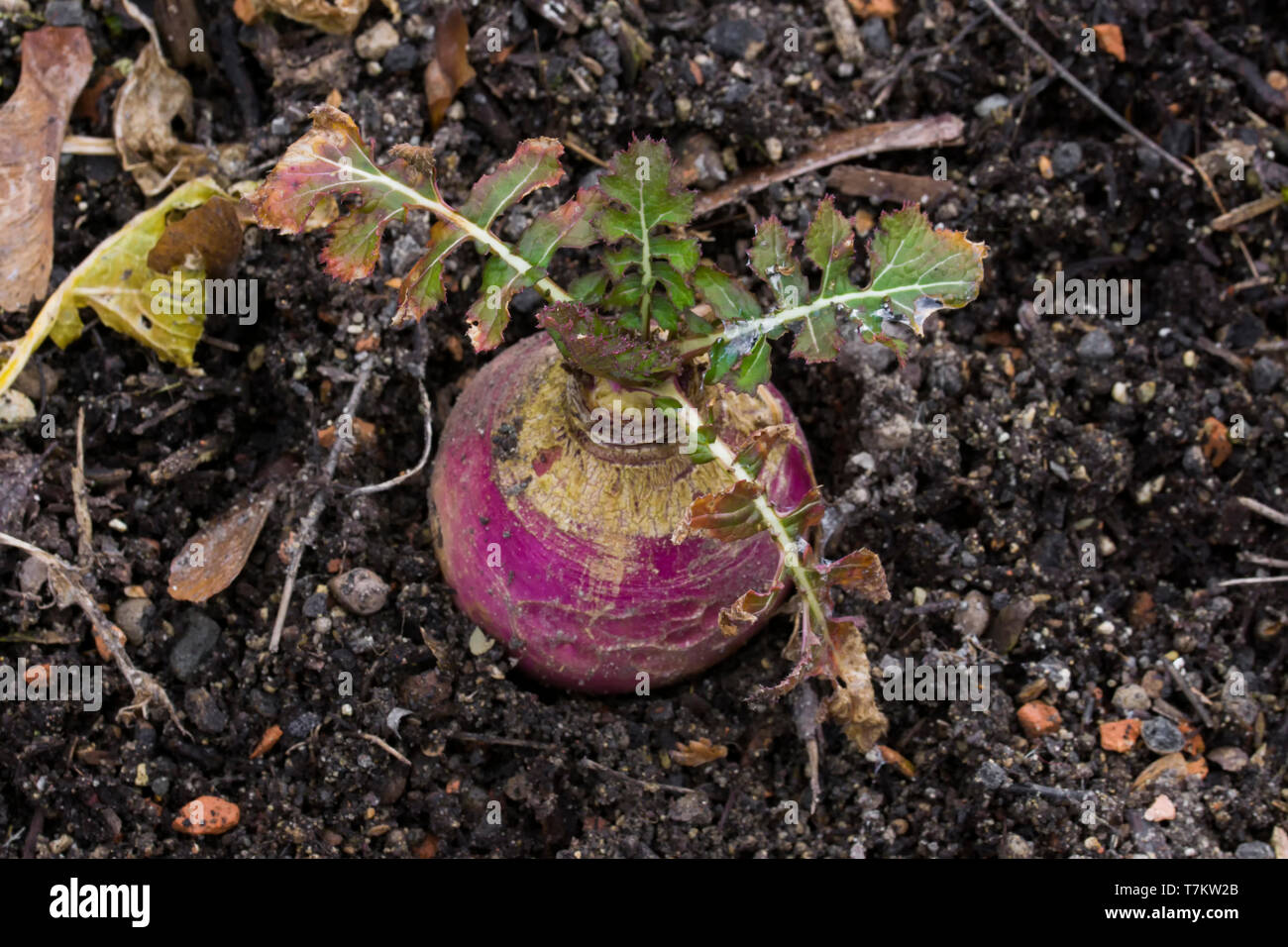Brassica rapa esculenta hi-res stock photography and images - Alamy