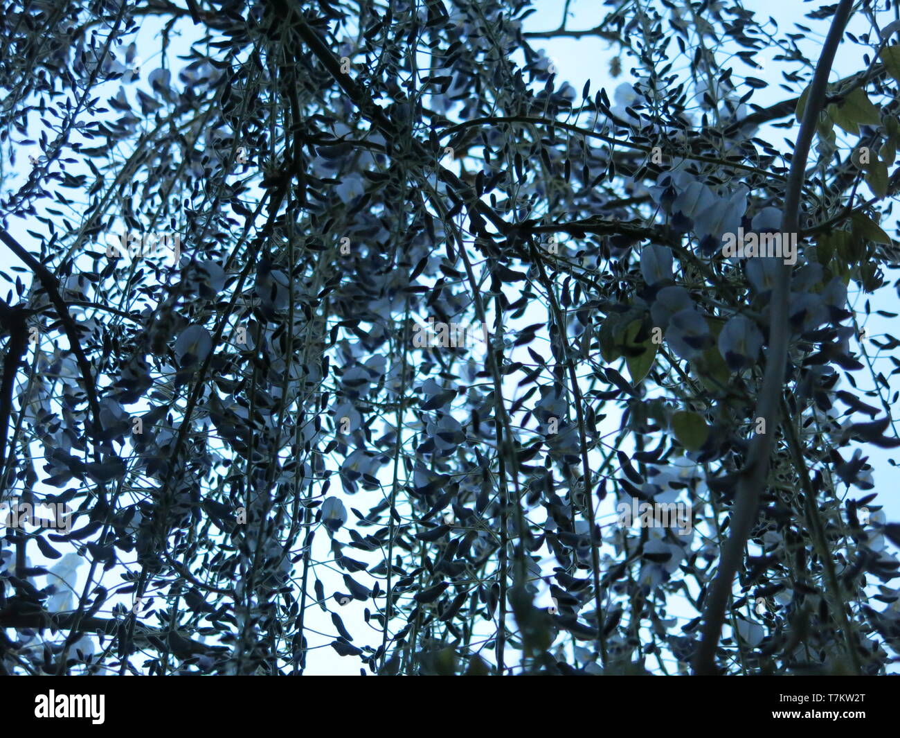 Trailing climber stems hi-res stock photography and images - Alamy
