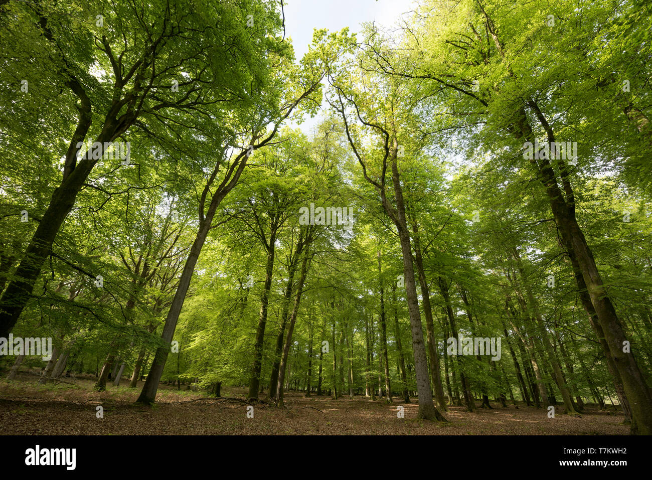 An inclosure of Beech Trees in the Spring at Bolderwood in the New ...