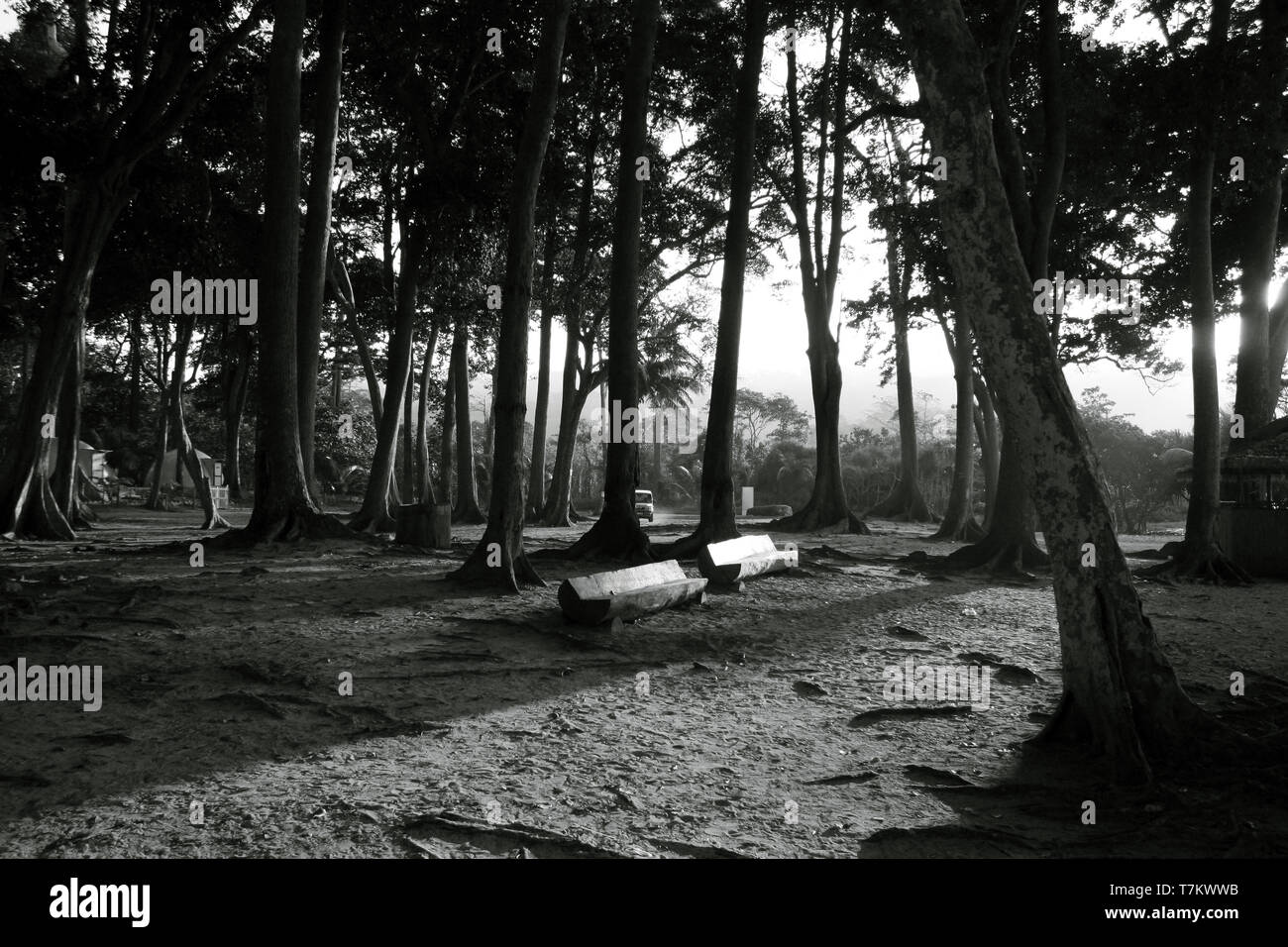 forest, bench and huts at Radhanagar beach of Havelock Island, Andaman ...