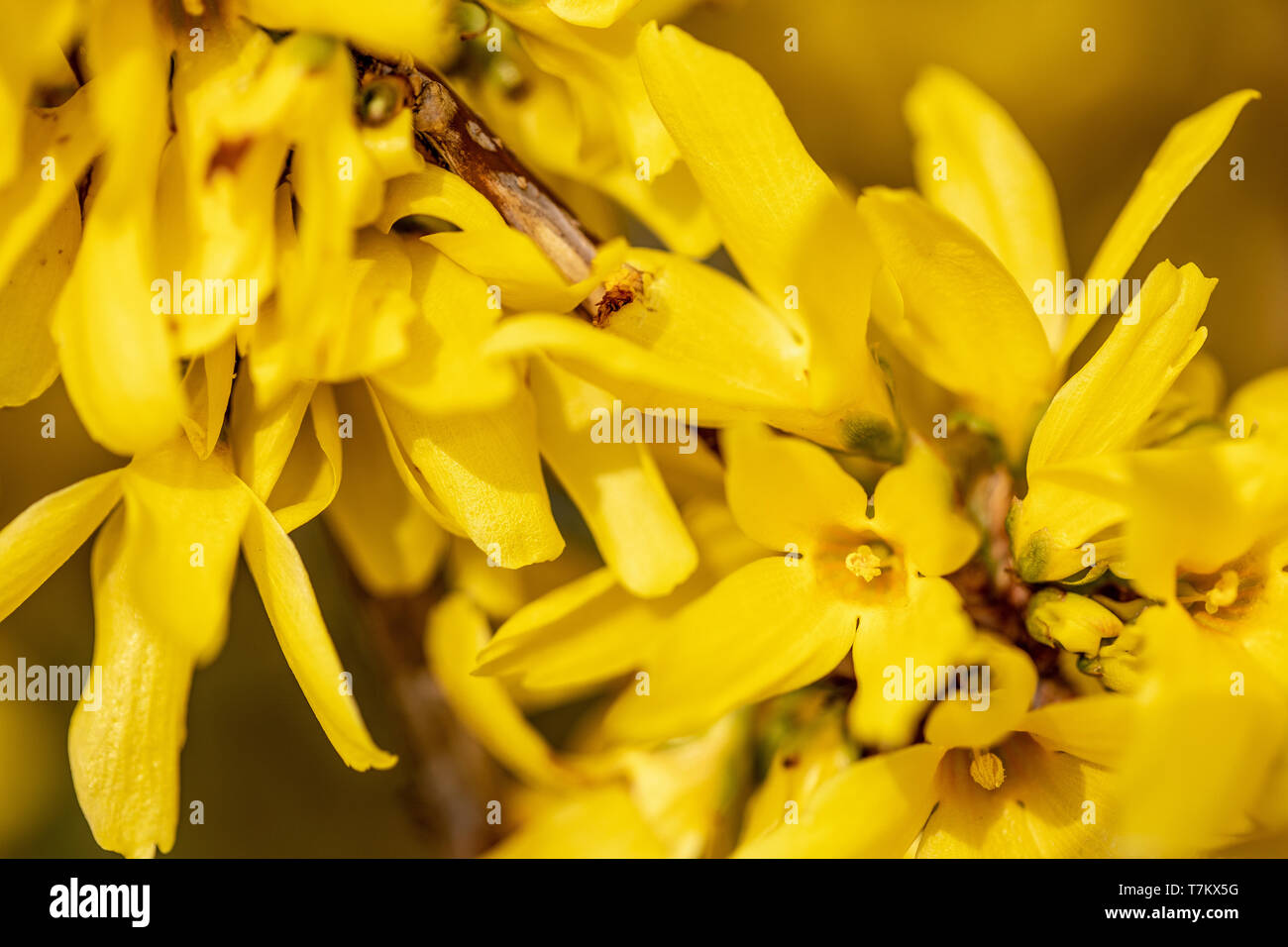 Spring yellow Forsythia europaea blossom in sun rays. Blurred ...