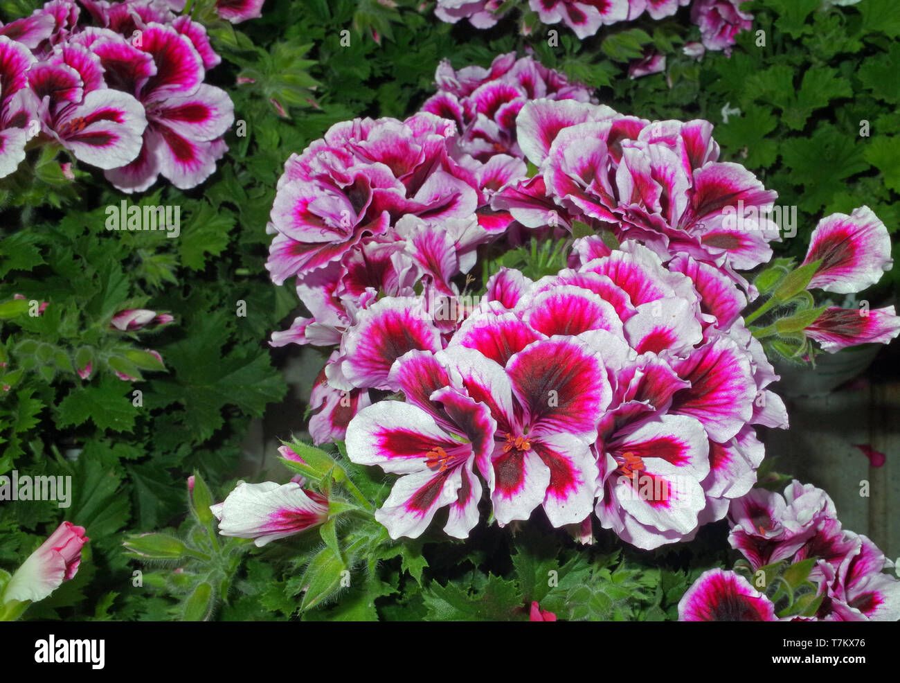 Portrait pelargonium hi-res stock photography and images - Alamy