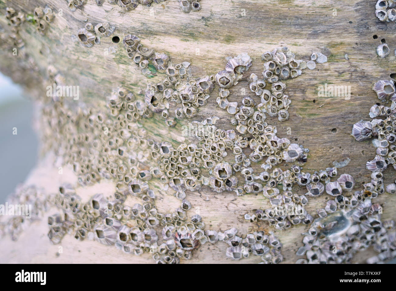 Clams attached on old death tree Stock Photo - Alamy