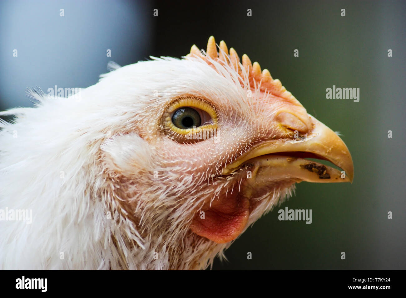 close up of a bald and sick chicken head in profile view Stock Photo ...