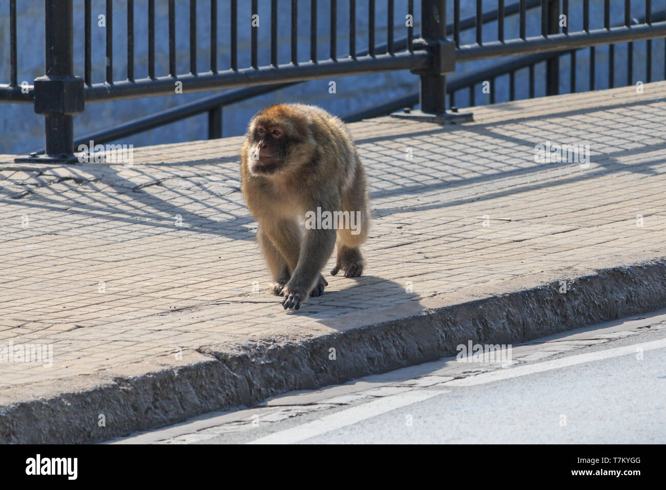 BARBARY MACAQUE walk in Gibraltar street at summer Stock Photo - Alamy