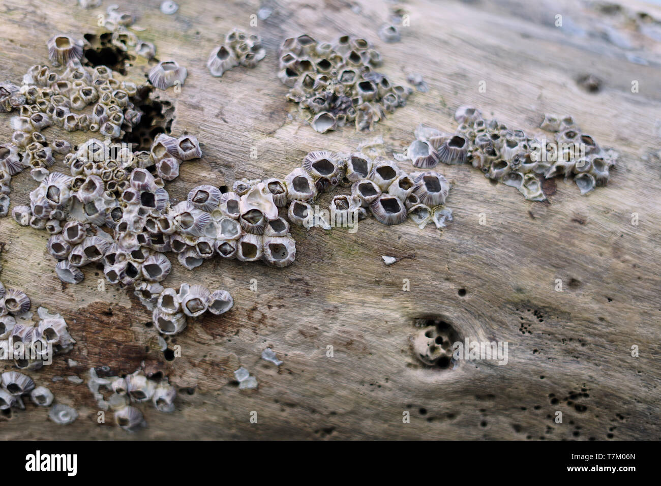 Clams attached on old death tree Stock Photo - Alamy