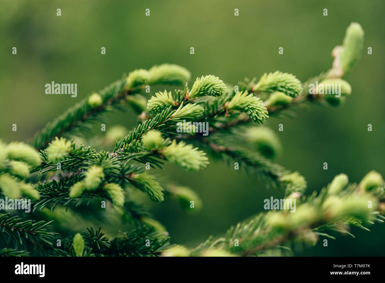 Close up young pine tree hi-res stock photography and images - Alamy