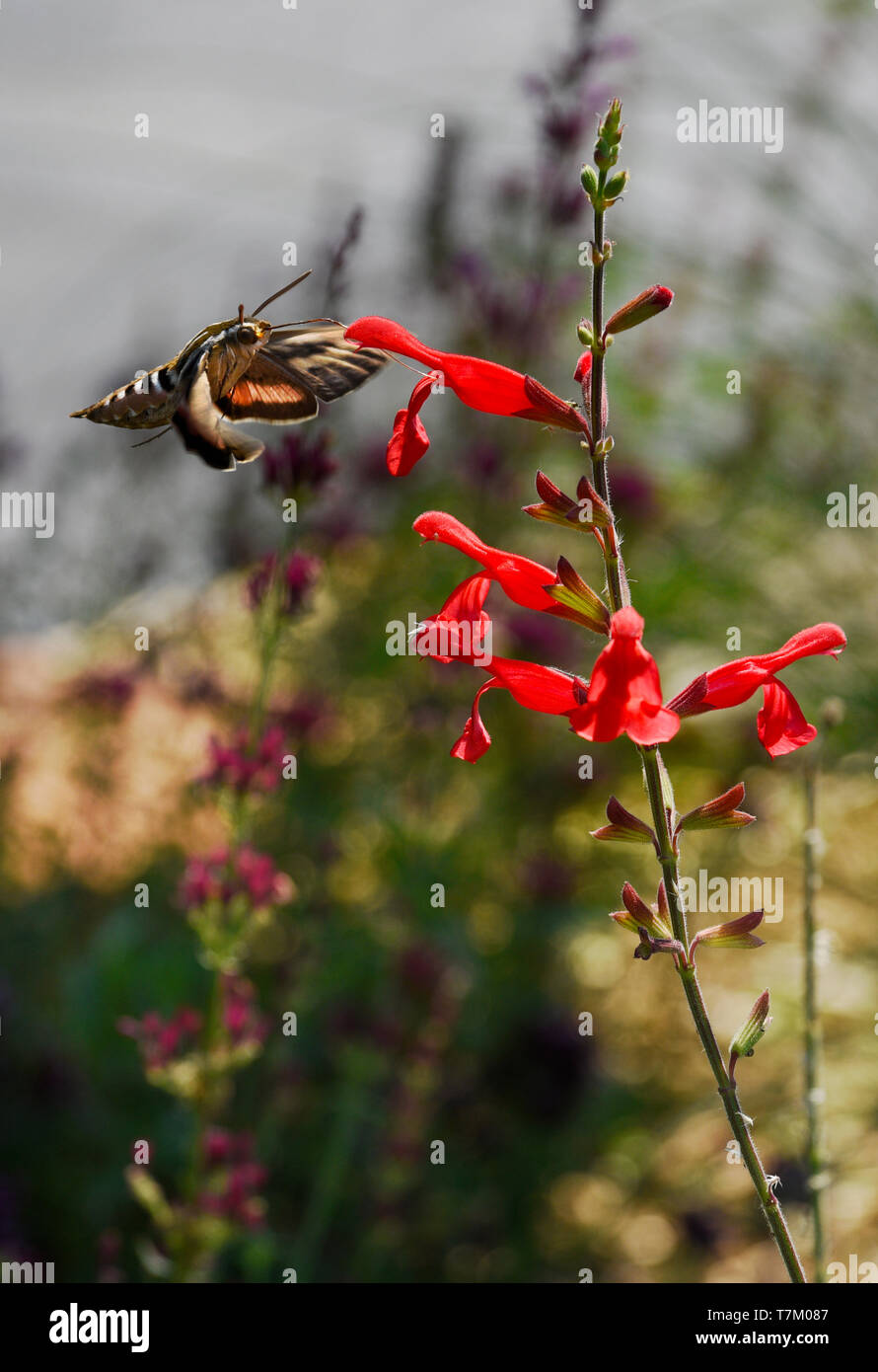 A Sphinx Moth feeds a Cardinal flower Stock Photo - Alamy