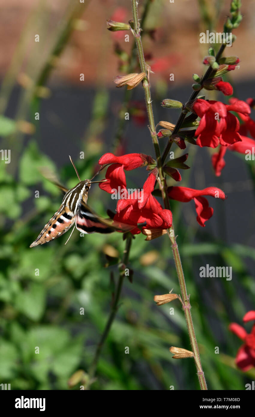 A Sphinx Moth feeds a Cardinal flower Stock Photo - Alamy