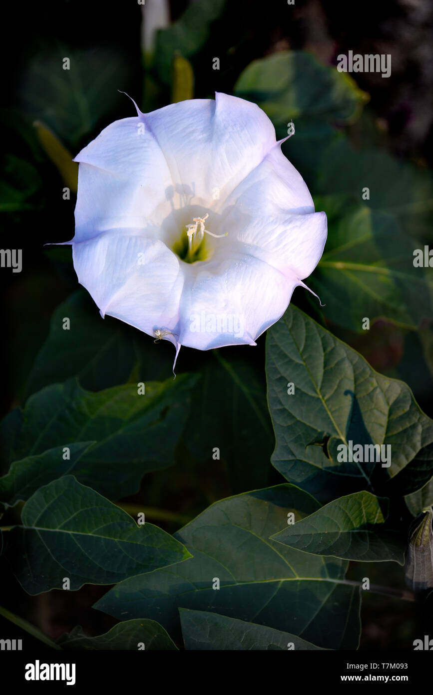 Jimson weed hi-res stock photography and images - Alamy