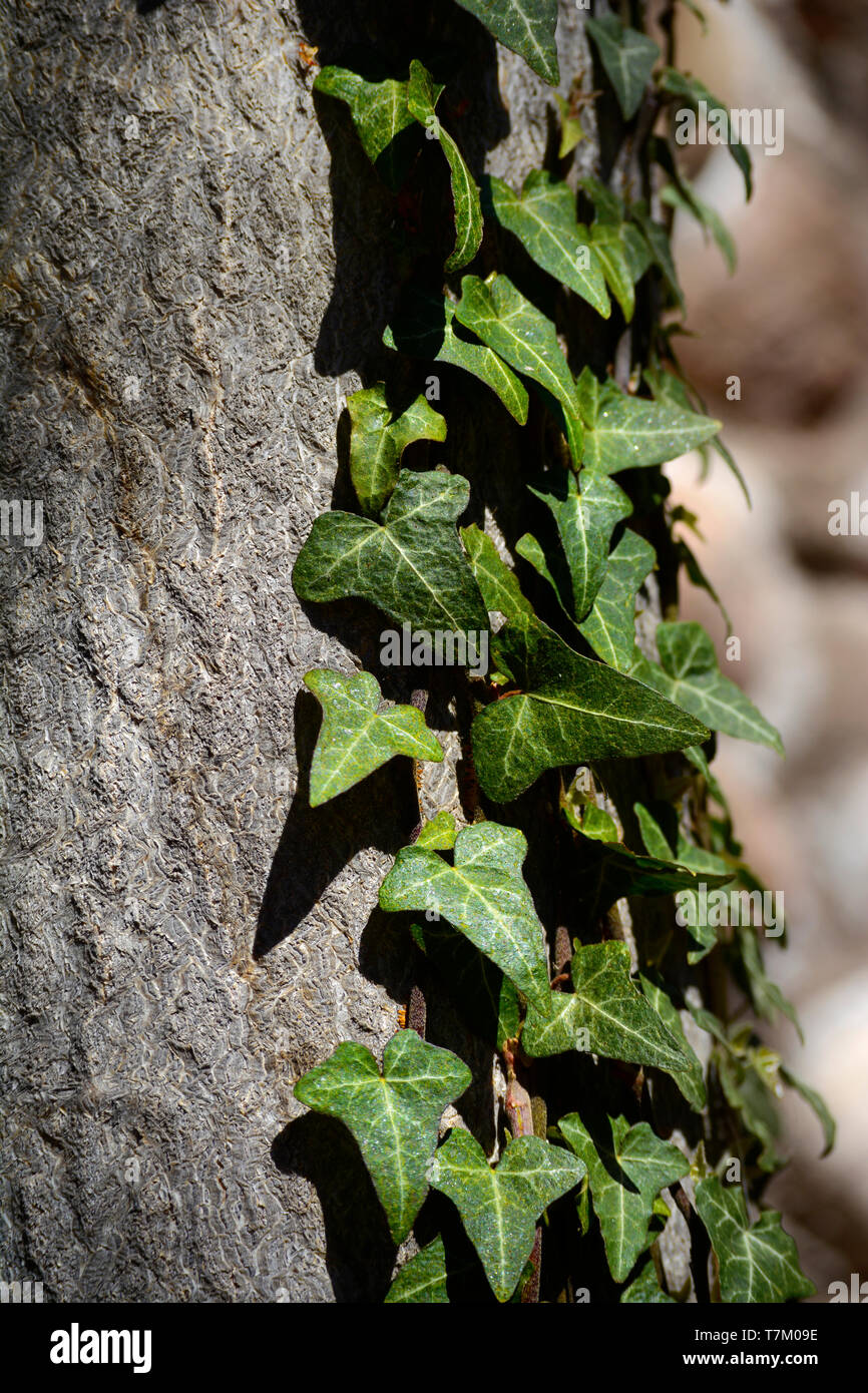 Ivy vine hi-res stock photography and images - Alamy
