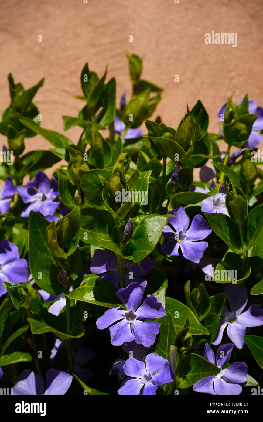 Periwinkle plant hi-res stock photography and images - Alamy