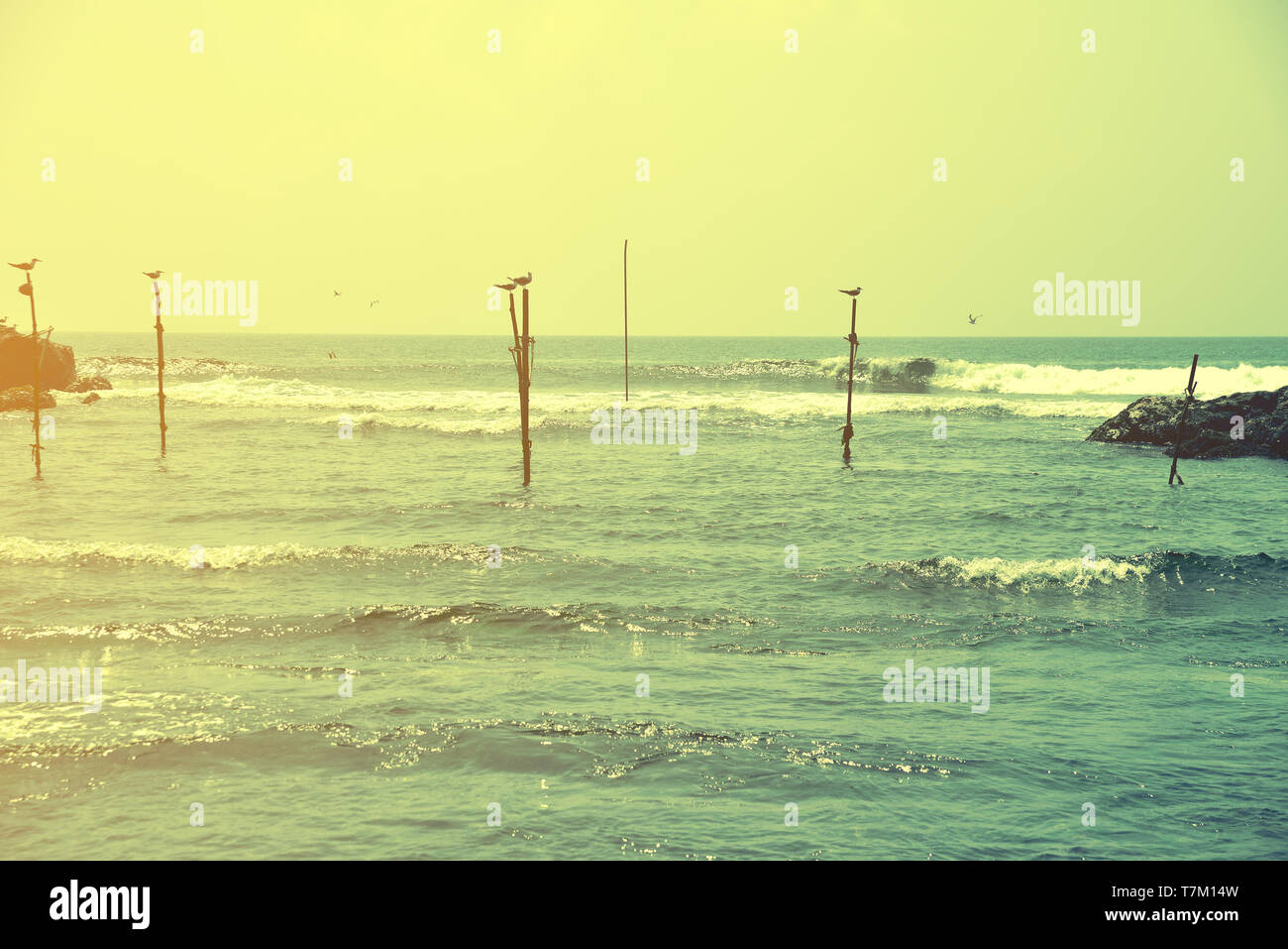 Indian ocean marine life hi-res stock photography and images - Alamy