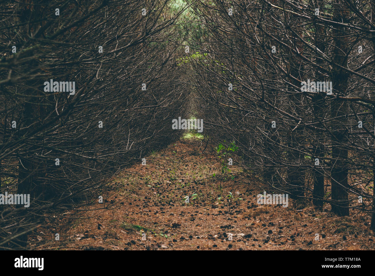 Dark pine forest with trees in a row Stock Photo - Alamy