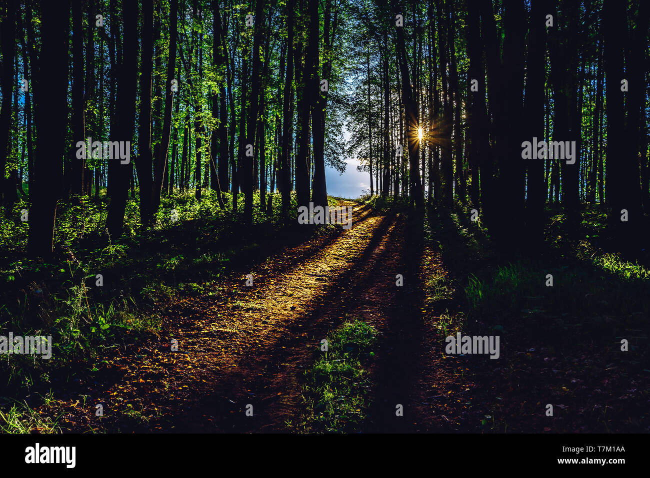 Rays of sunlight on footpath in summer forest Stock Photo - Alamy