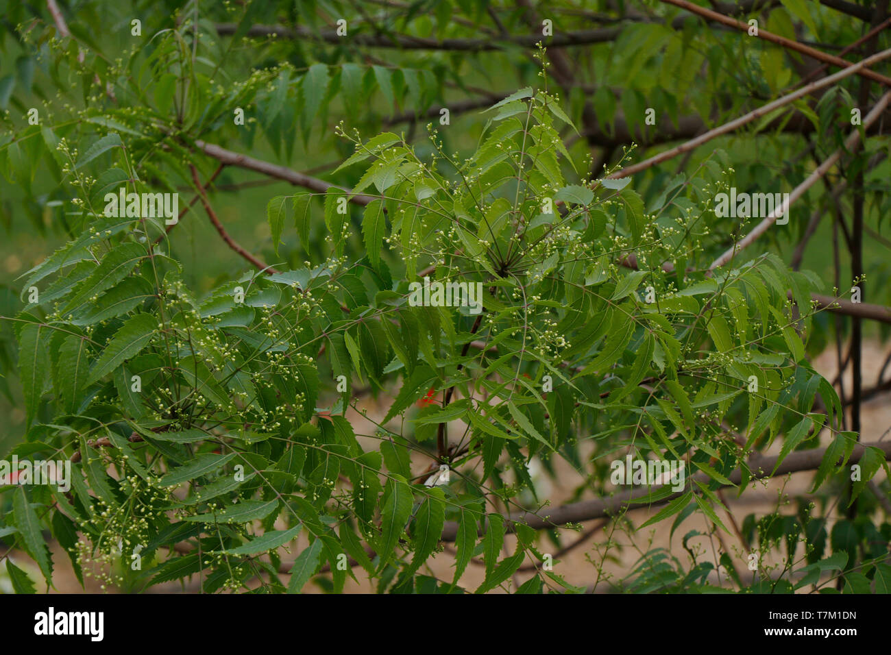 Azadirachta indica, commonly known as neem, nimtree or Indian lilac ...