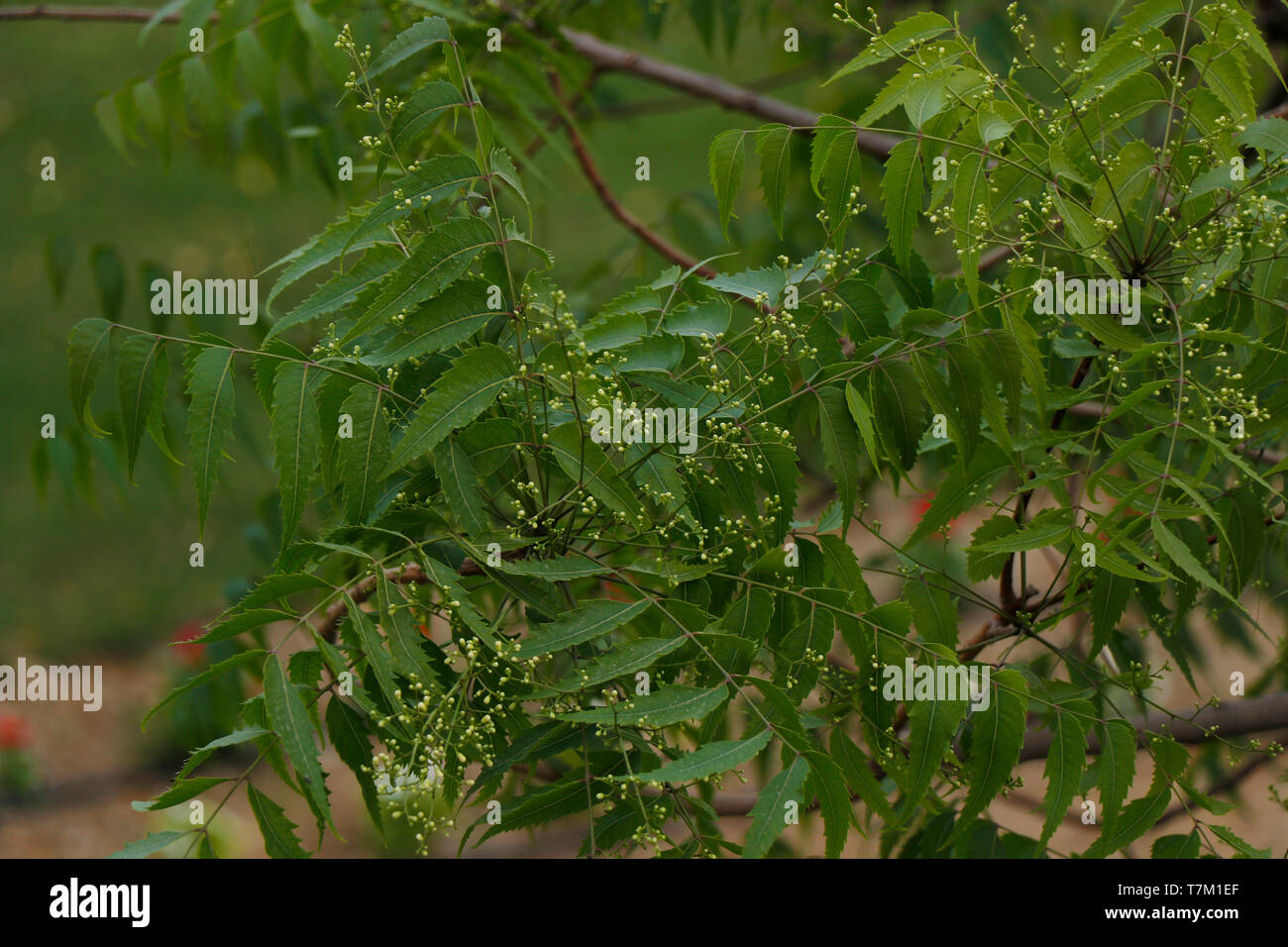 Azadirachta indica, commonly known as neem, nimtree or Indian lilac ...