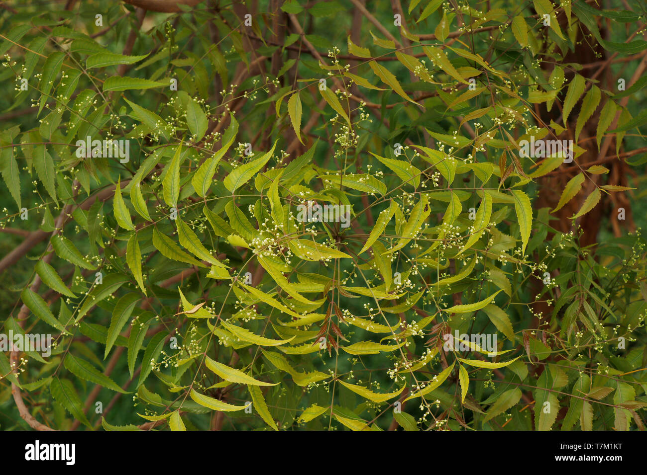 Azadirachta indica, commonly known as neem, nimtree or Indian lilac ...