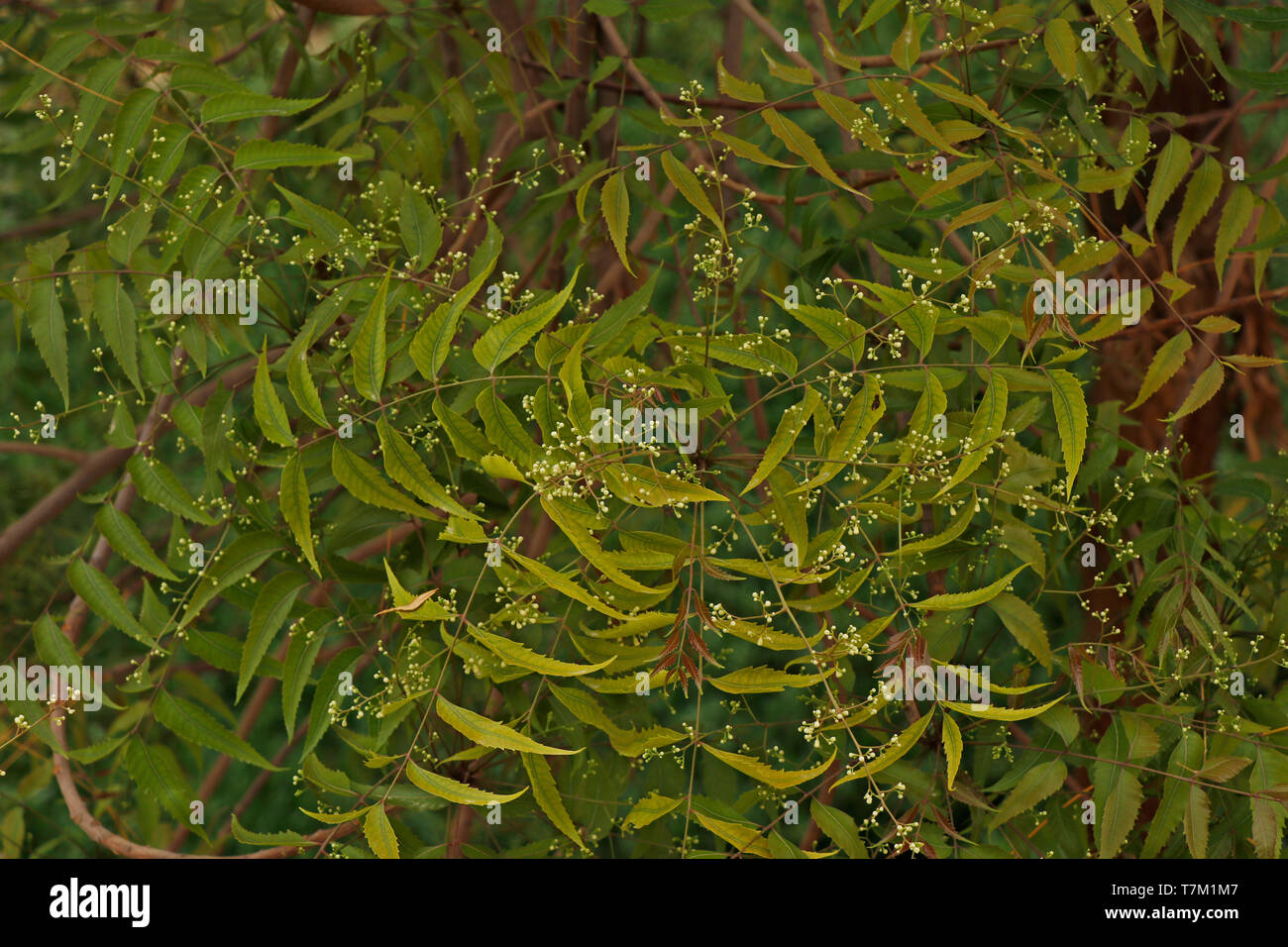 Azadirachta indica, commonly known as neem, nimtree or Indian lilac ...