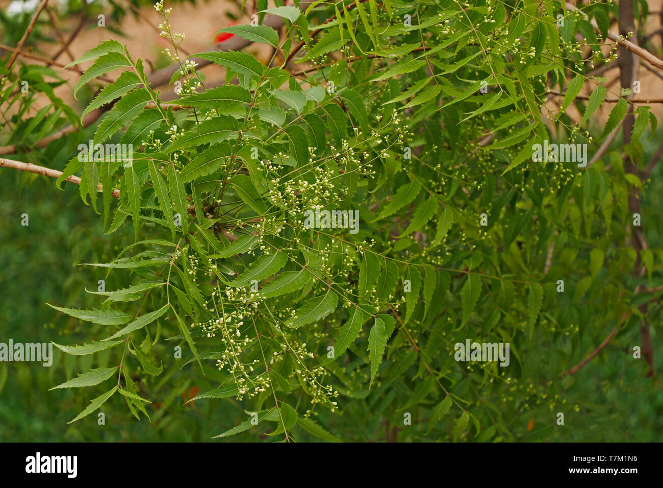 Azadirachta indica, commonly known as neem, nimtree or Indian lilac ...