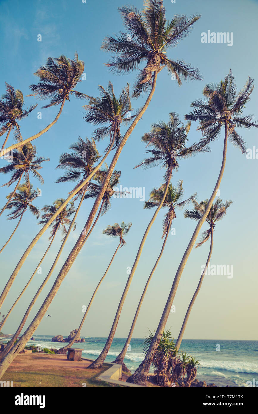 tall palm trees Stock Photo - Alamy