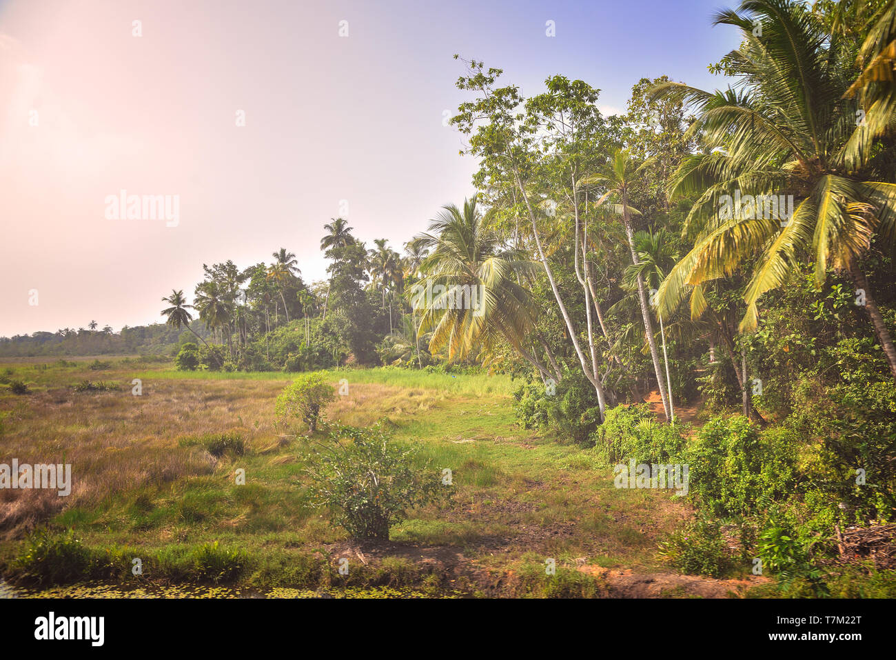wild jungle Stock Photo - Alamy