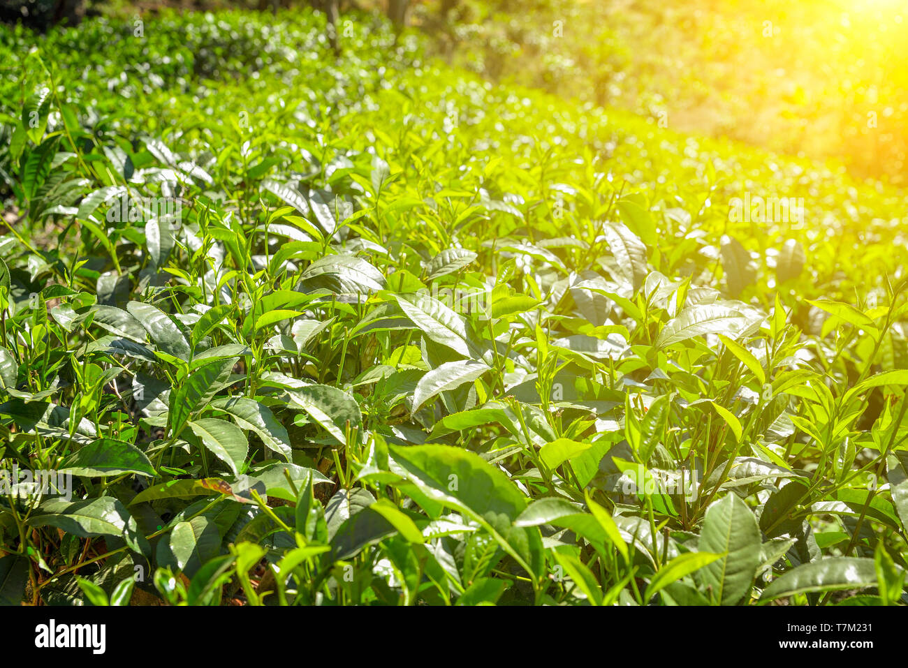 beautiful tea leaves Stock Photo - Alamy