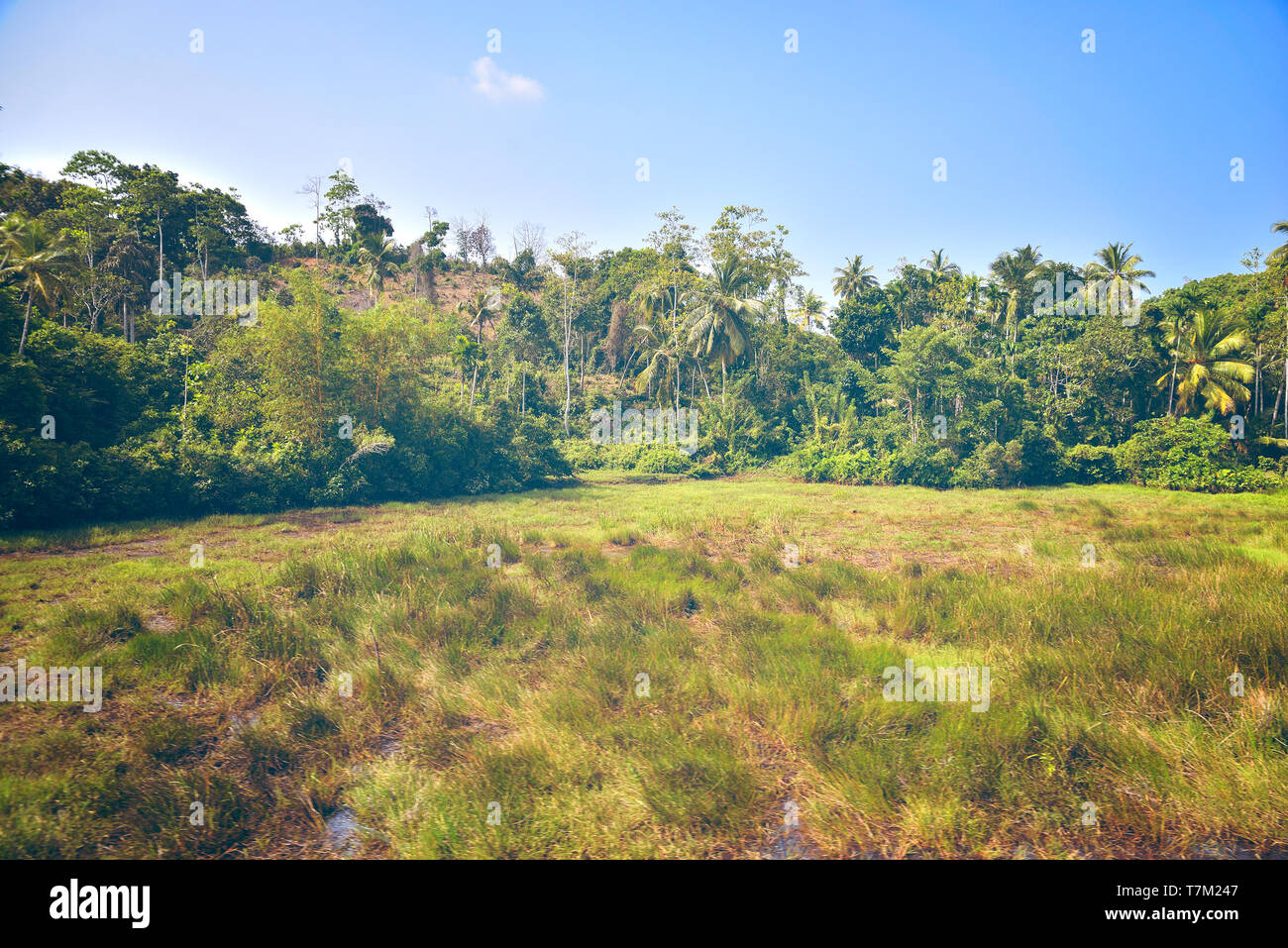 Green jungle forest nature hi-res stock photography and images - Alamy