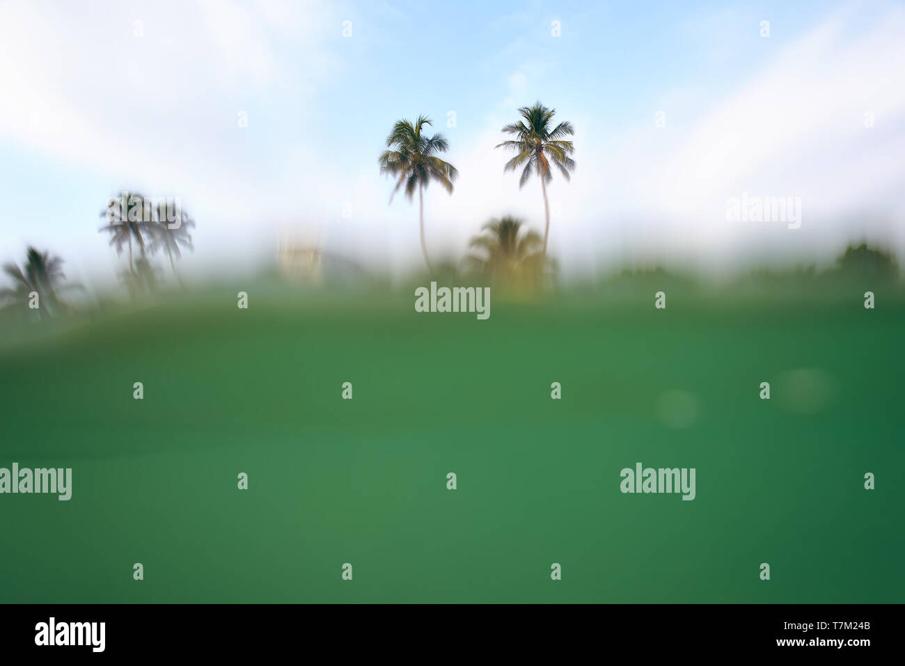 Palms in the water Stock Photo - Alamy