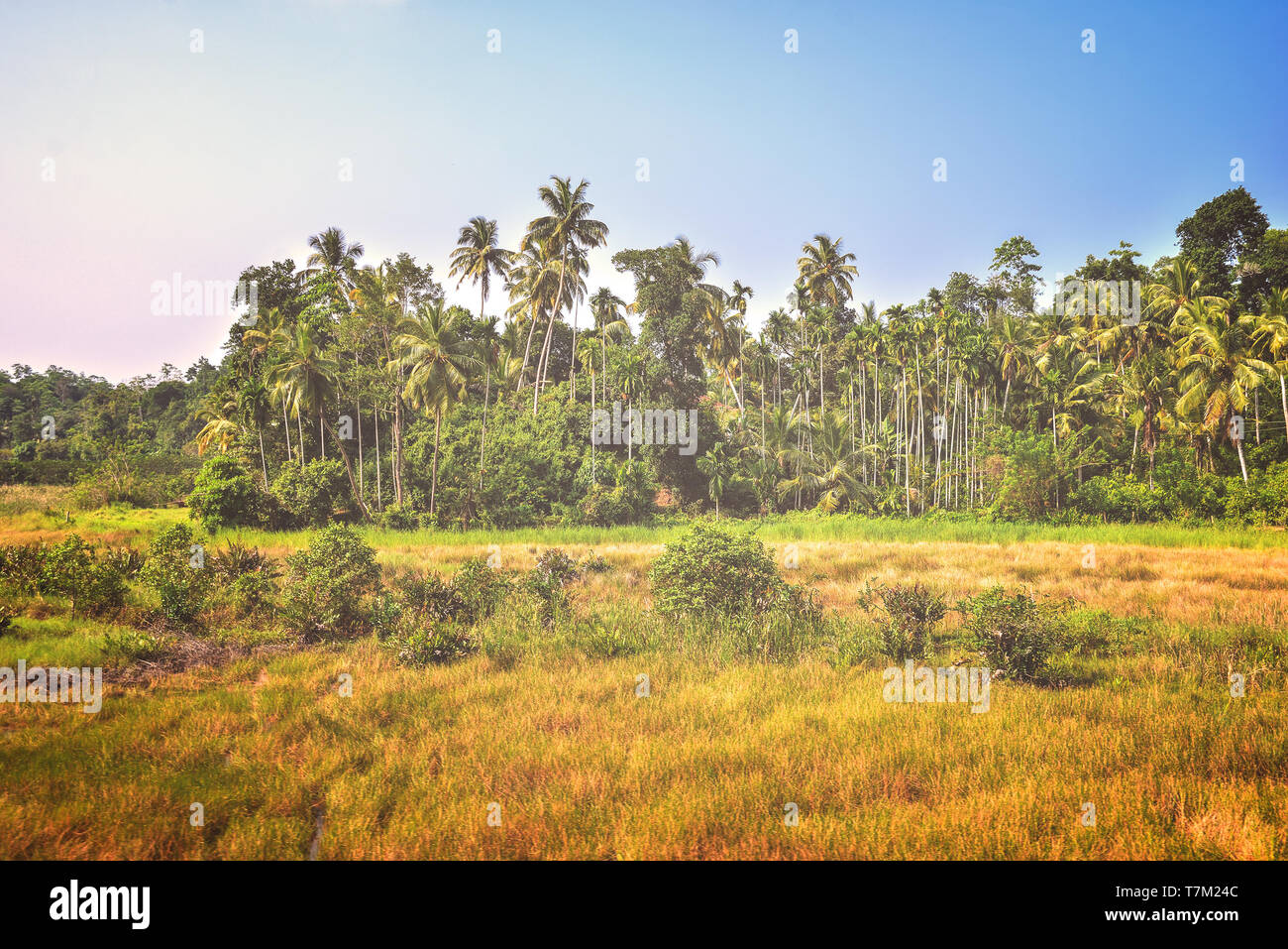 wild jungle Stock Photo - Alamy