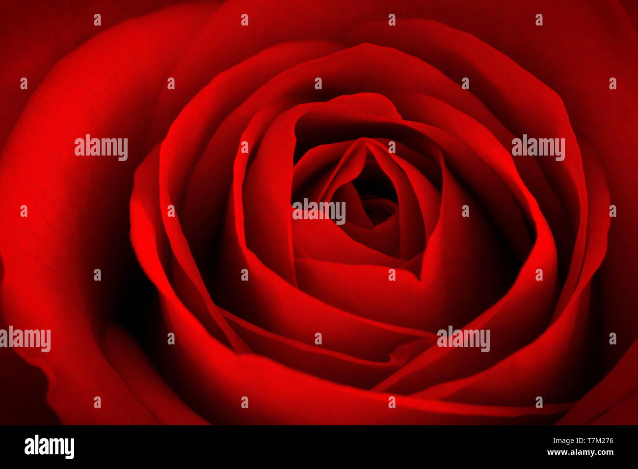 Close up single rose hi-res stock photography and images - Alamy