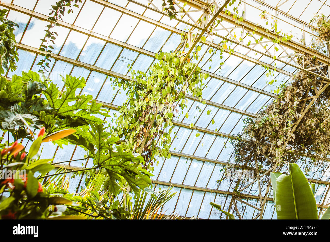 Tropical greenhouse glasshouse sunny interior full of lush green plants ...