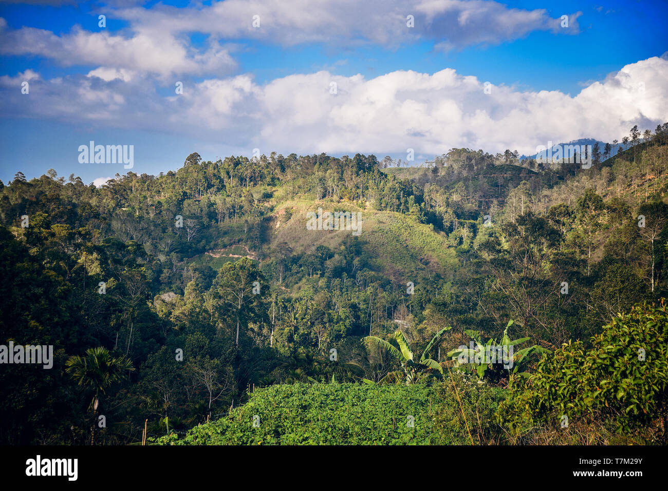 Lush dense green jungle trees hi-res stock photography and images - Alamy
