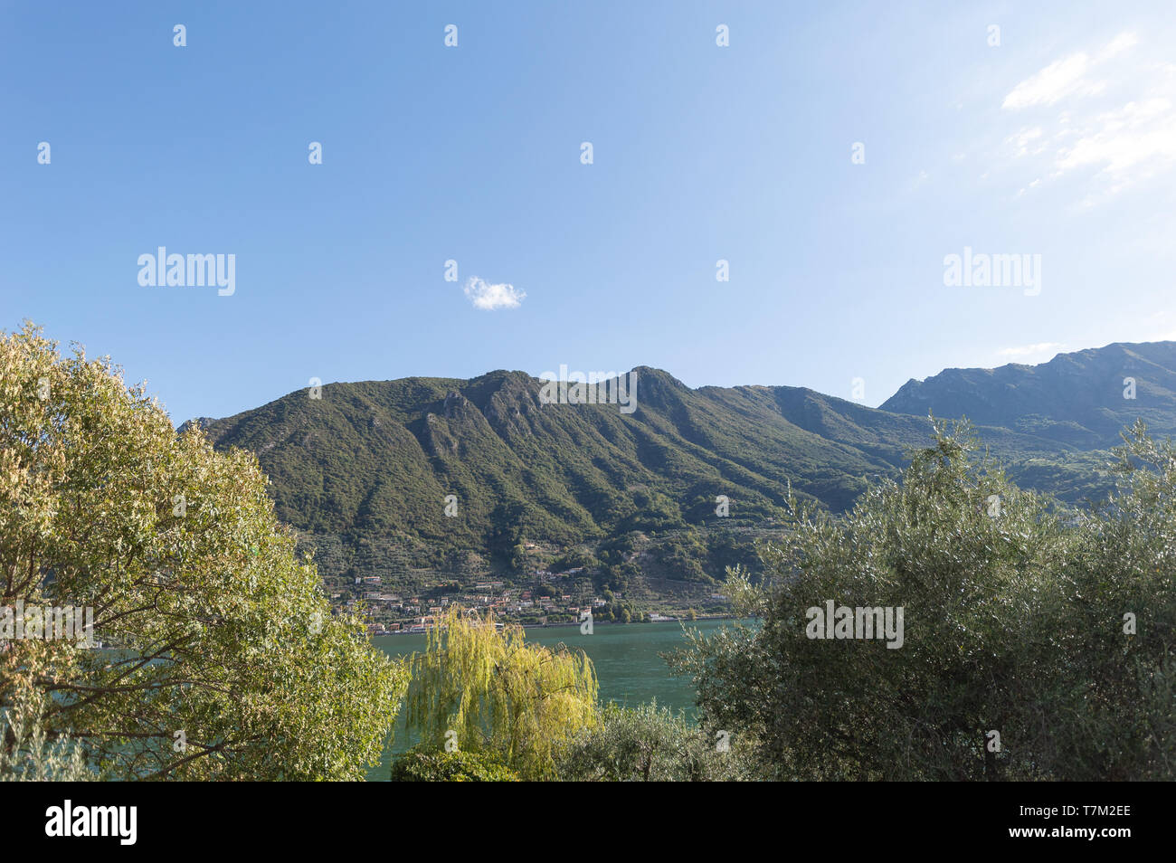 Monte isola flower hi-res stock photography and images - Alamy
