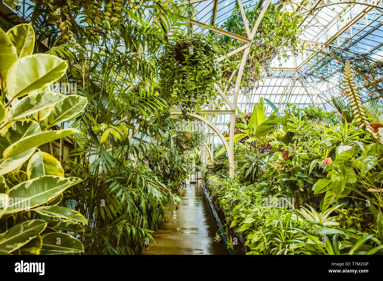 Tropical greenhouse glasshouse sunny interior full of lush green plants ...