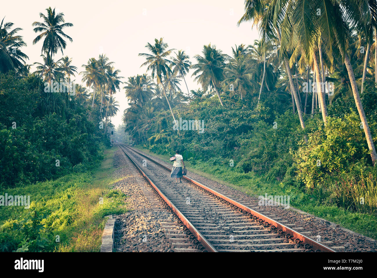 the railroad in the jungle Stock Photo - Alamy