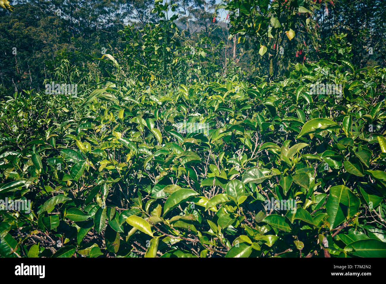 Beautiful green tea plantation background hi-res stock photography and ...