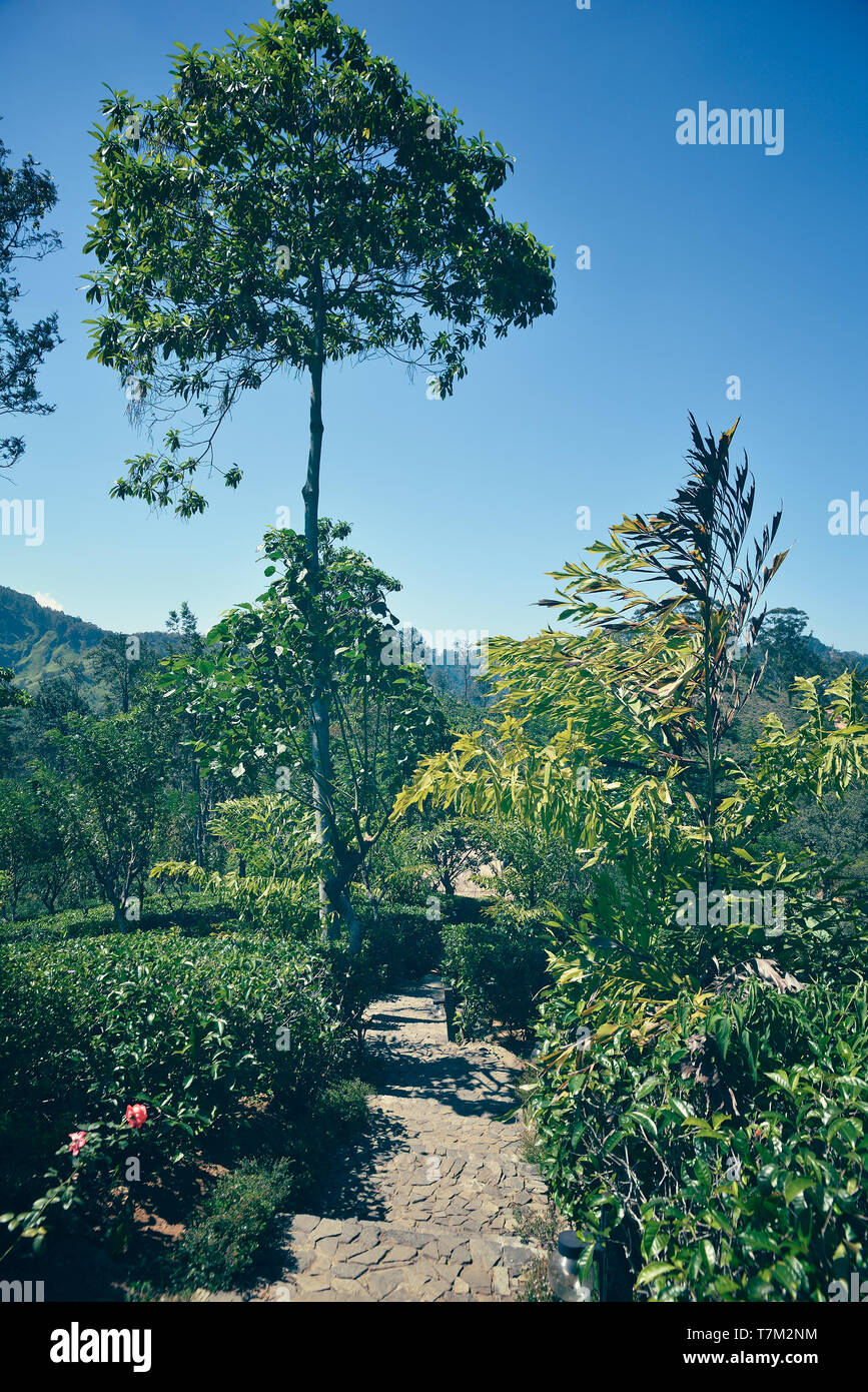 Aerial tea hi-res stock photography and images - Alamy