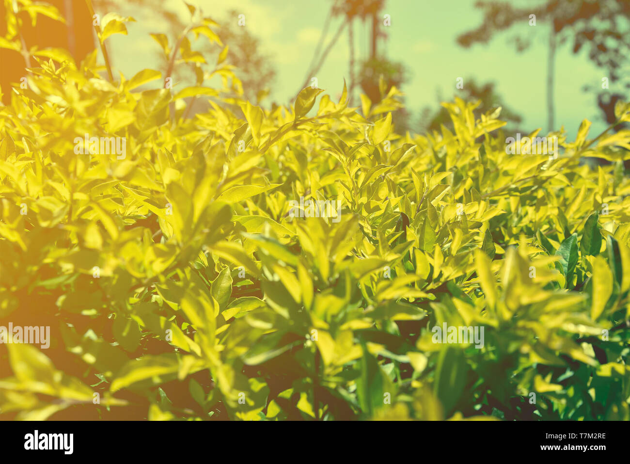 Yellow nature natural hi-res stock photography and images - Alamy