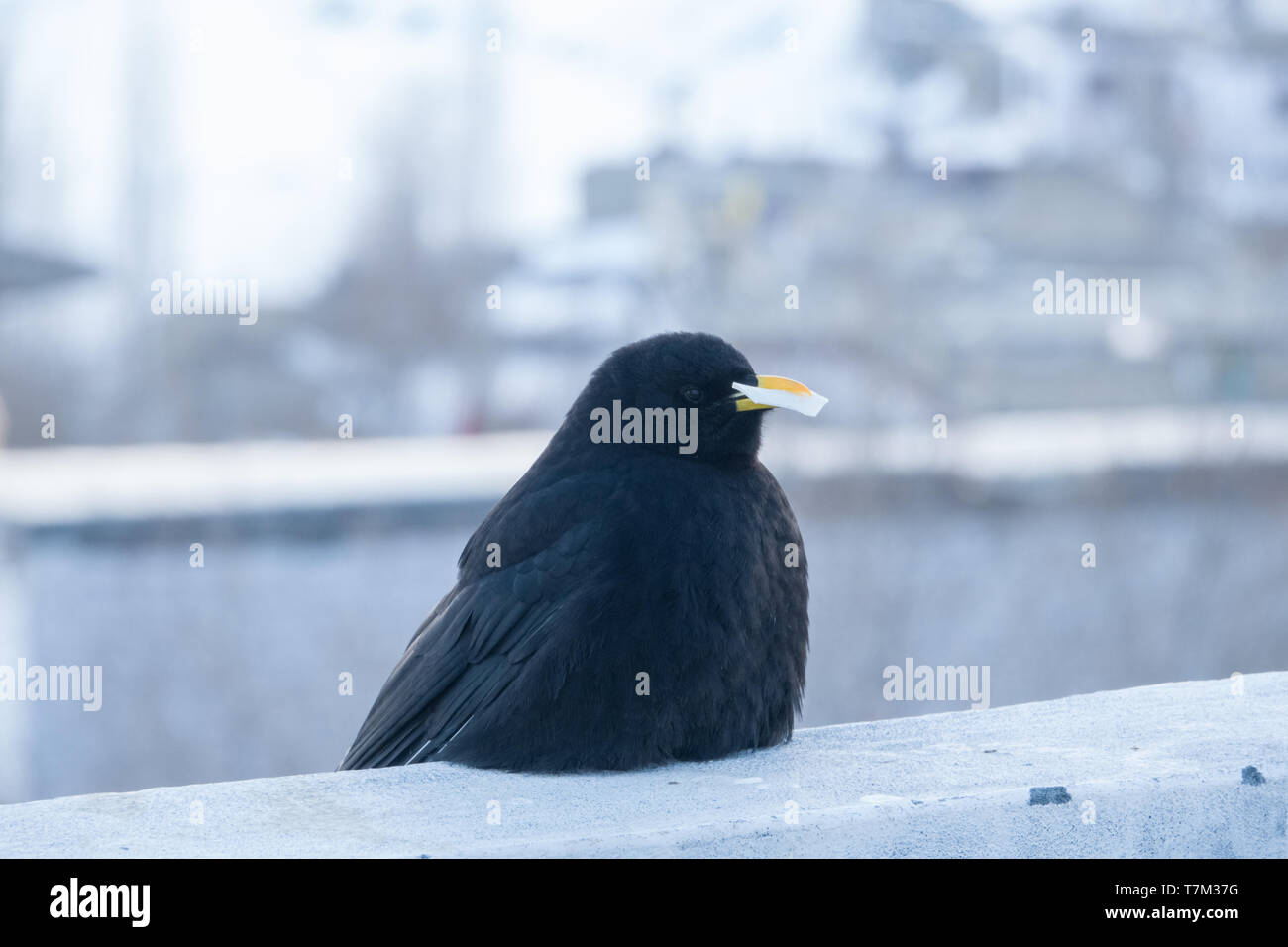 The Alpine chough or yellow-billed chough (Pyrrhocorax graculus) is a ...